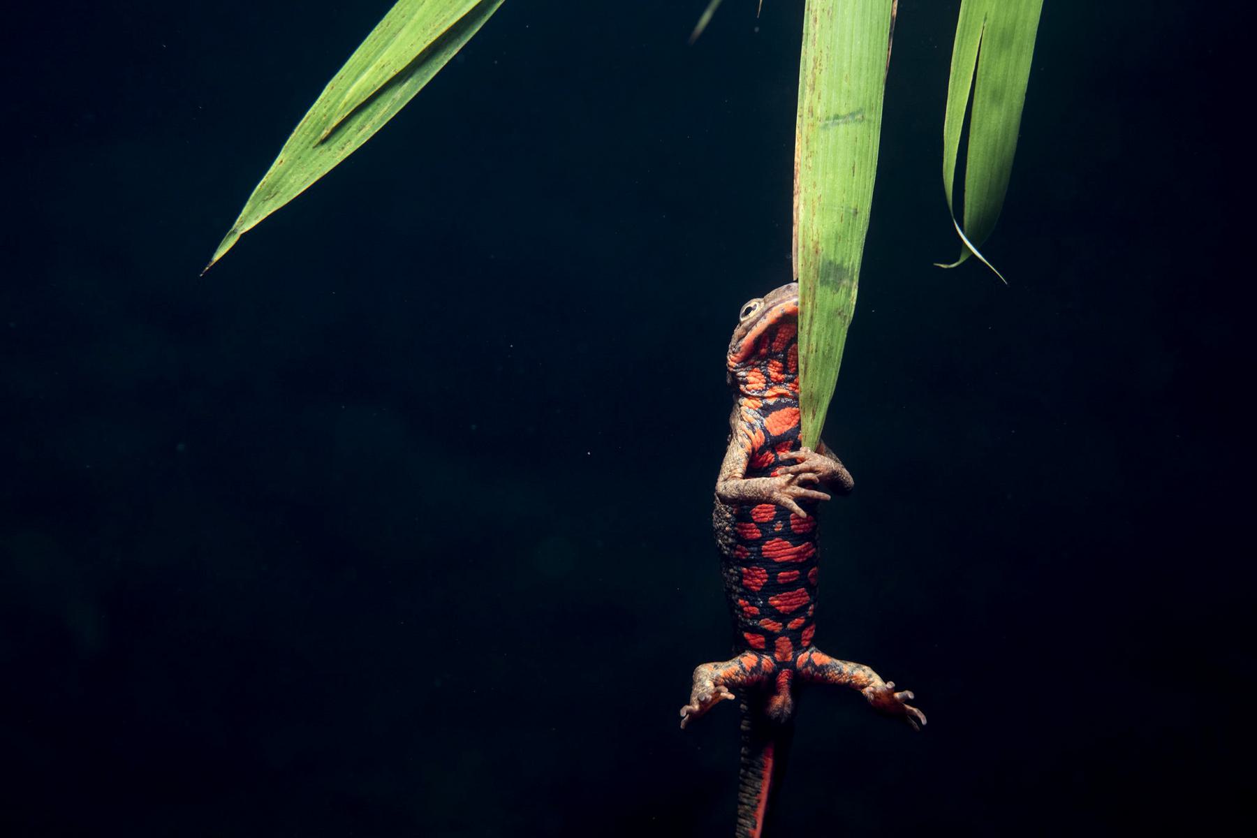 不只是拍遺照─生態攝影團隊 Frigatefilms 這樣說香港瘰螈故事｜端傳媒 Initium Media