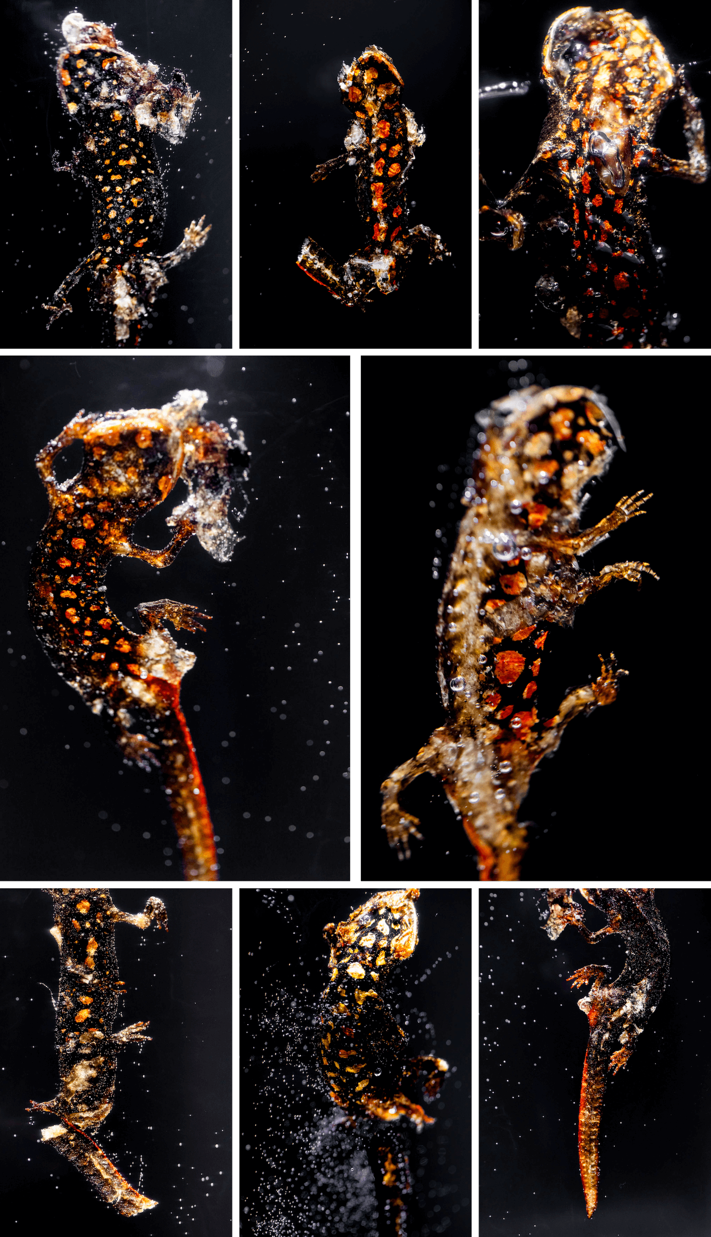 不只是拍遺照─生態攝影團隊 Frigatefilms 這樣說香港瘰螈故事｜端傳媒 Initium Media