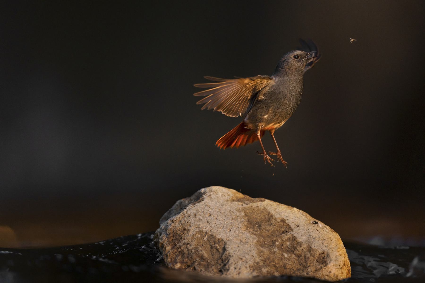 不只是拍遺照─生態攝影團隊 Frigatefilms 這樣說香港瘰螈故事｜端傳媒 Initium Media