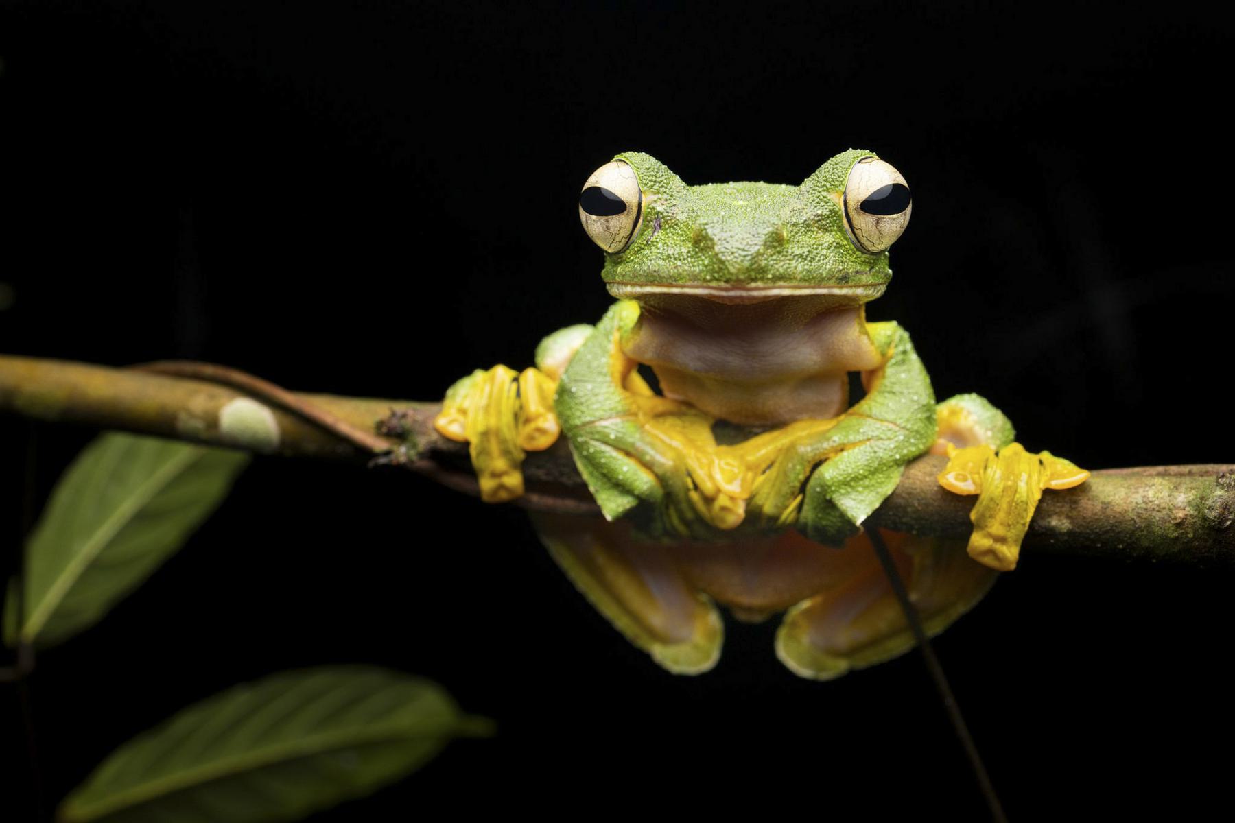 不只是拍遺照─生態攝影團隊 Frigatefilms 這樣說香港瘰螈故事｜端傳媒 Initium Media
