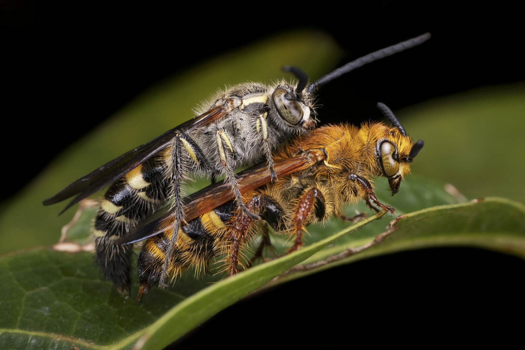 不只是拍遺照─生態攝影團隊 Frigatefilms 這樣說香港瘰螈故事｜端傳媒 Initium Media