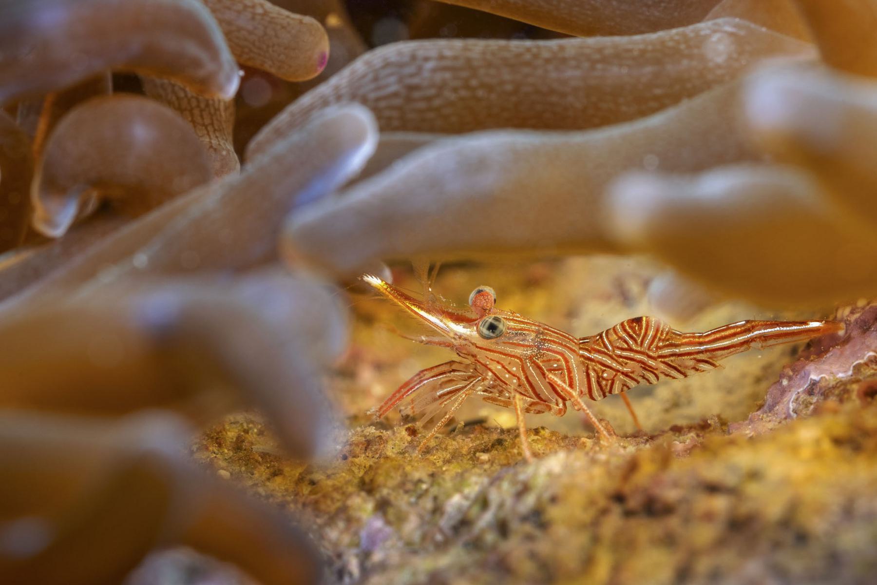 不只是拍遺照─生態攝影團隊 Frigatefilms 這樣說香港瘰螈故事｜端傳媒 Initium Media