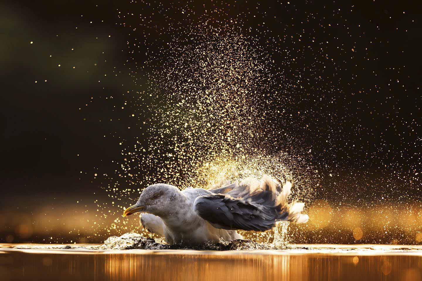 不只是拍遺照─生態攝影團隊 Frigatefilms 這樣說香港瘰螈故事｜端傳媒 Initium Media