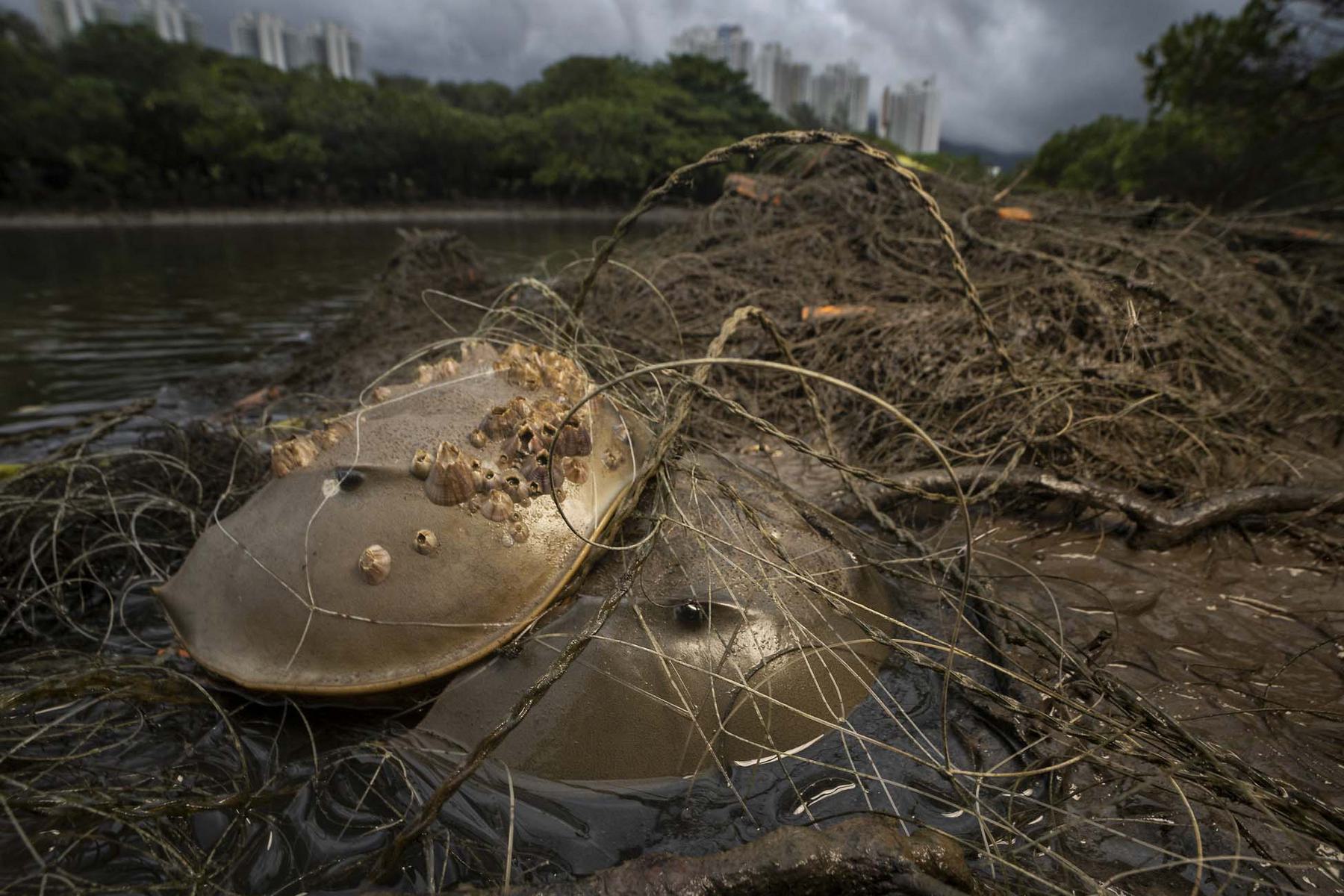 不只是拍遺照─生態攝影團隊 Frigatefilms 這樣說香港瘰螈故事｜端傳媒 Initium Media
