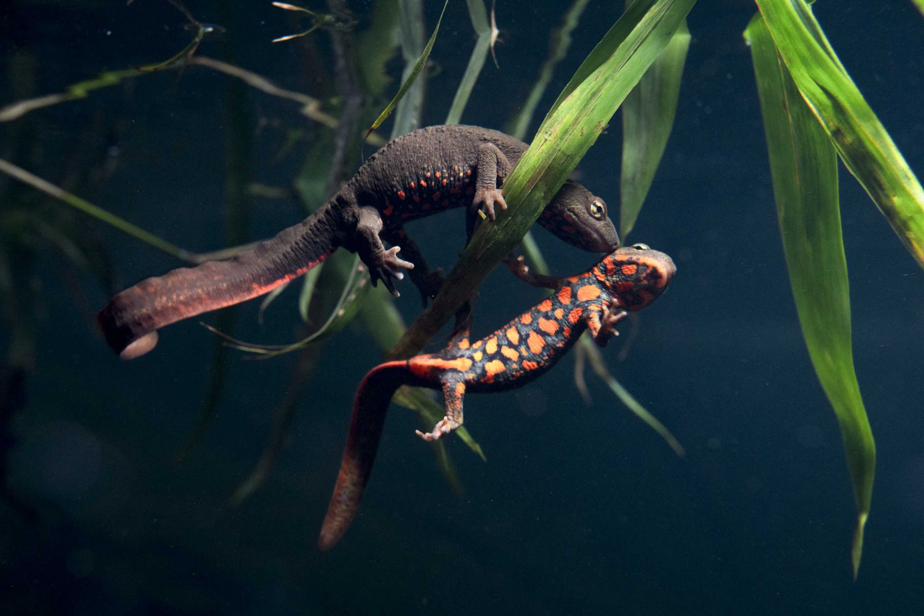 不只是拍遺照─生態攝影團隊 Frigatefilms 這樣說香港瘰螈故事｜端傳媒 Initium Media